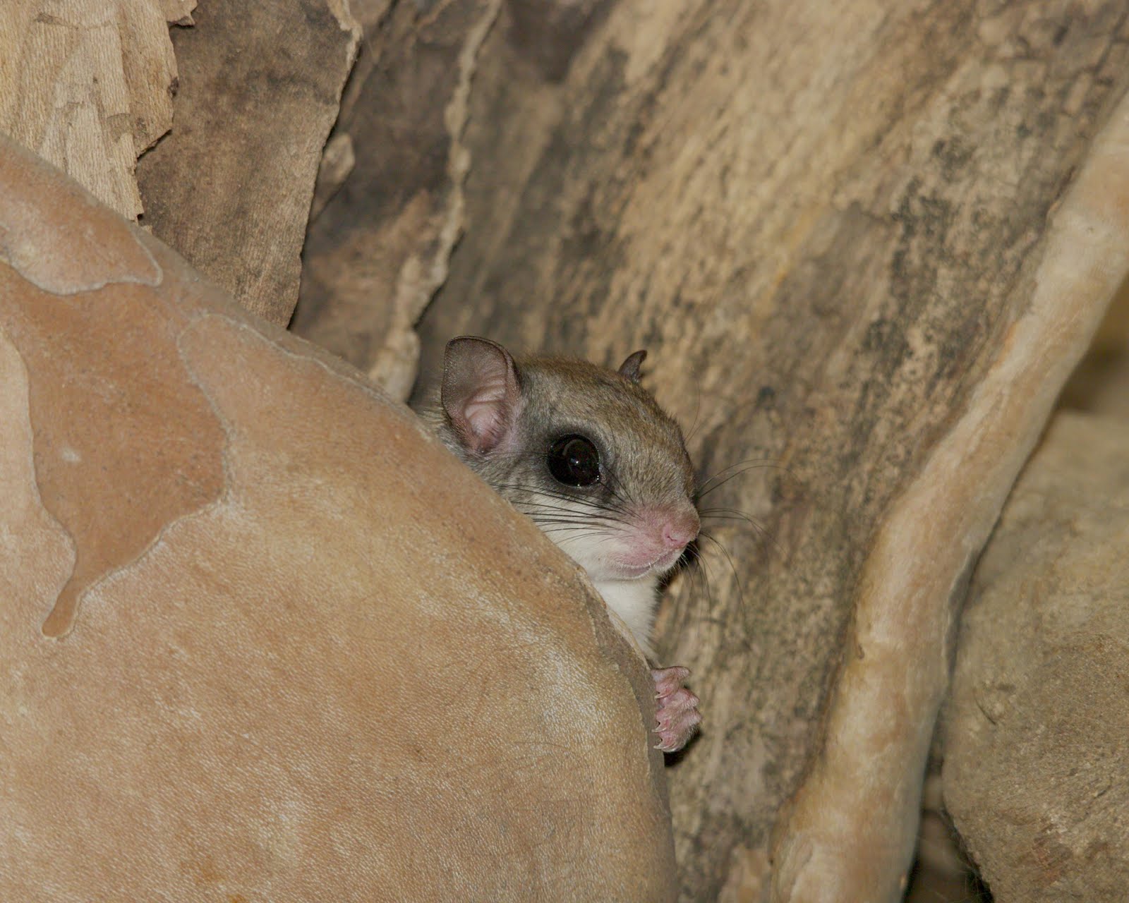 Indy Parks Nature Blog: Southern Flying Squirrel